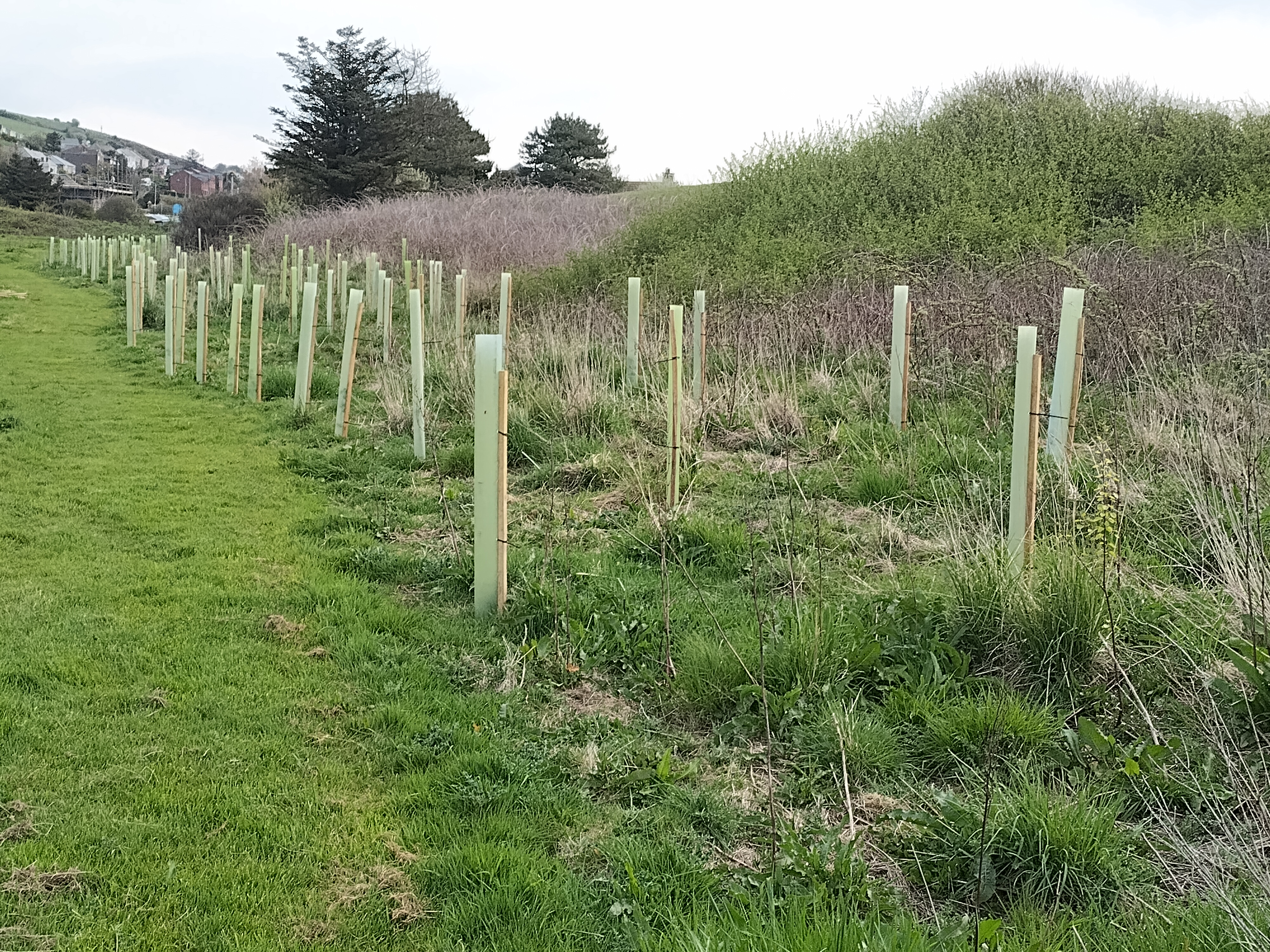 Tree Planting at Adams Recreation Ground | Sustainable St Bees