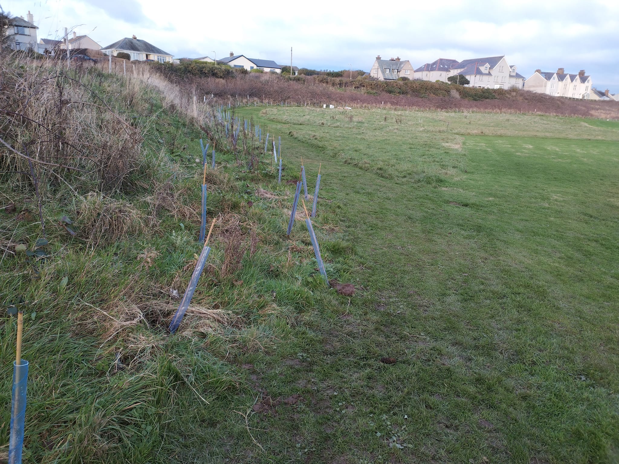 Tree Planting at Adams Recreation Ground | Sustainable St Bees